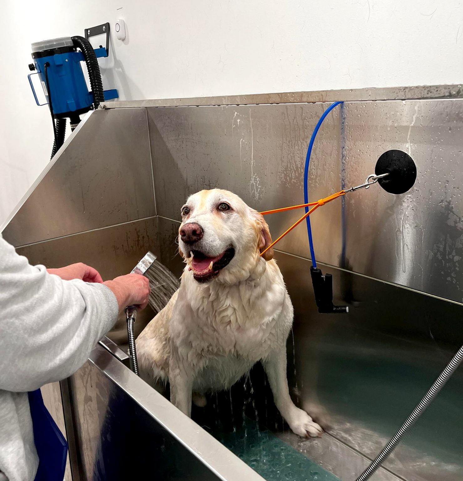 Self Pet Wash Do It Yourself: Quick Clean-up for Your Dog in Granger ...