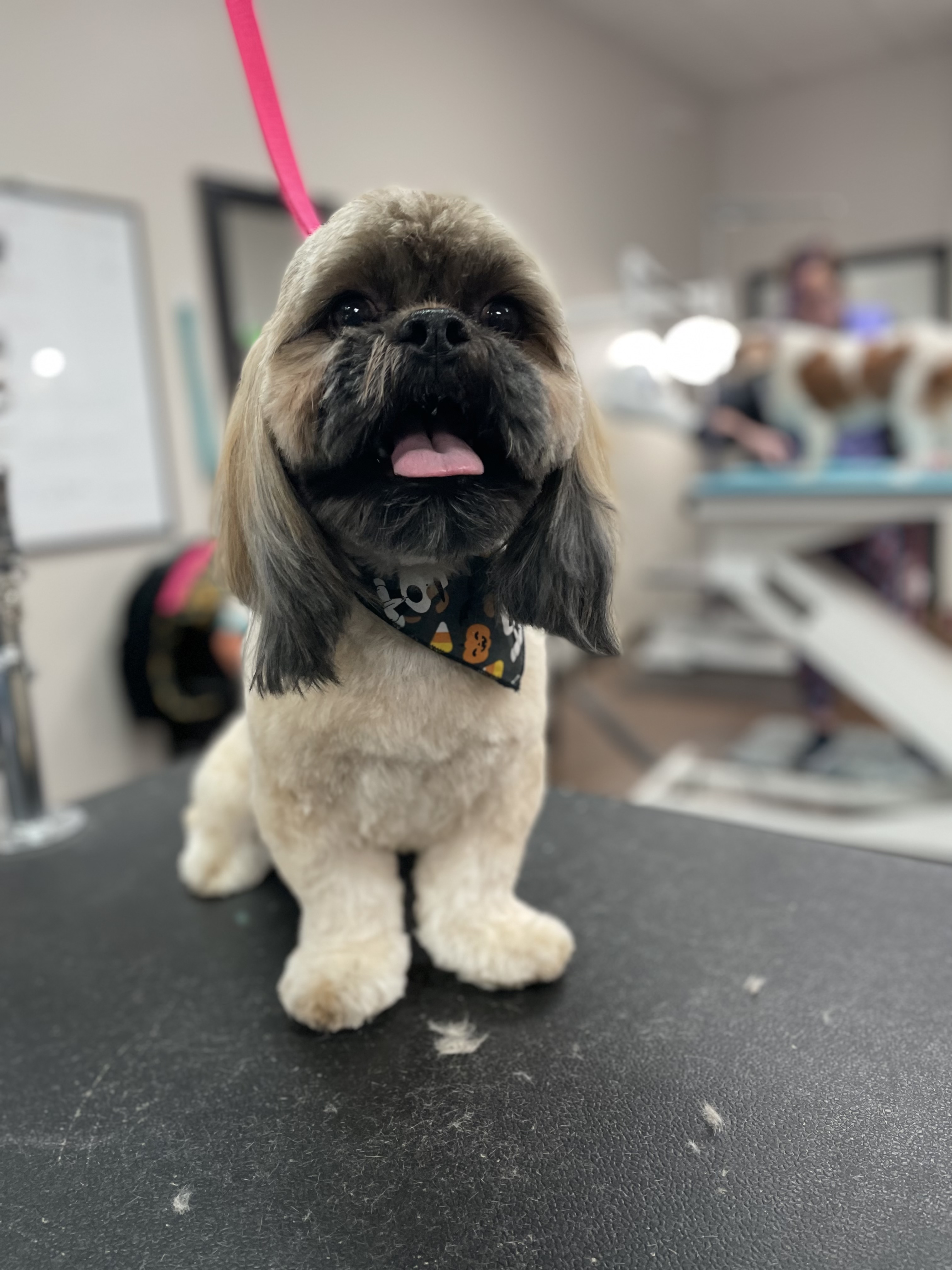 Gordon's Photo Gallery: A Stunning Visual Experience | Gordon's Grooming