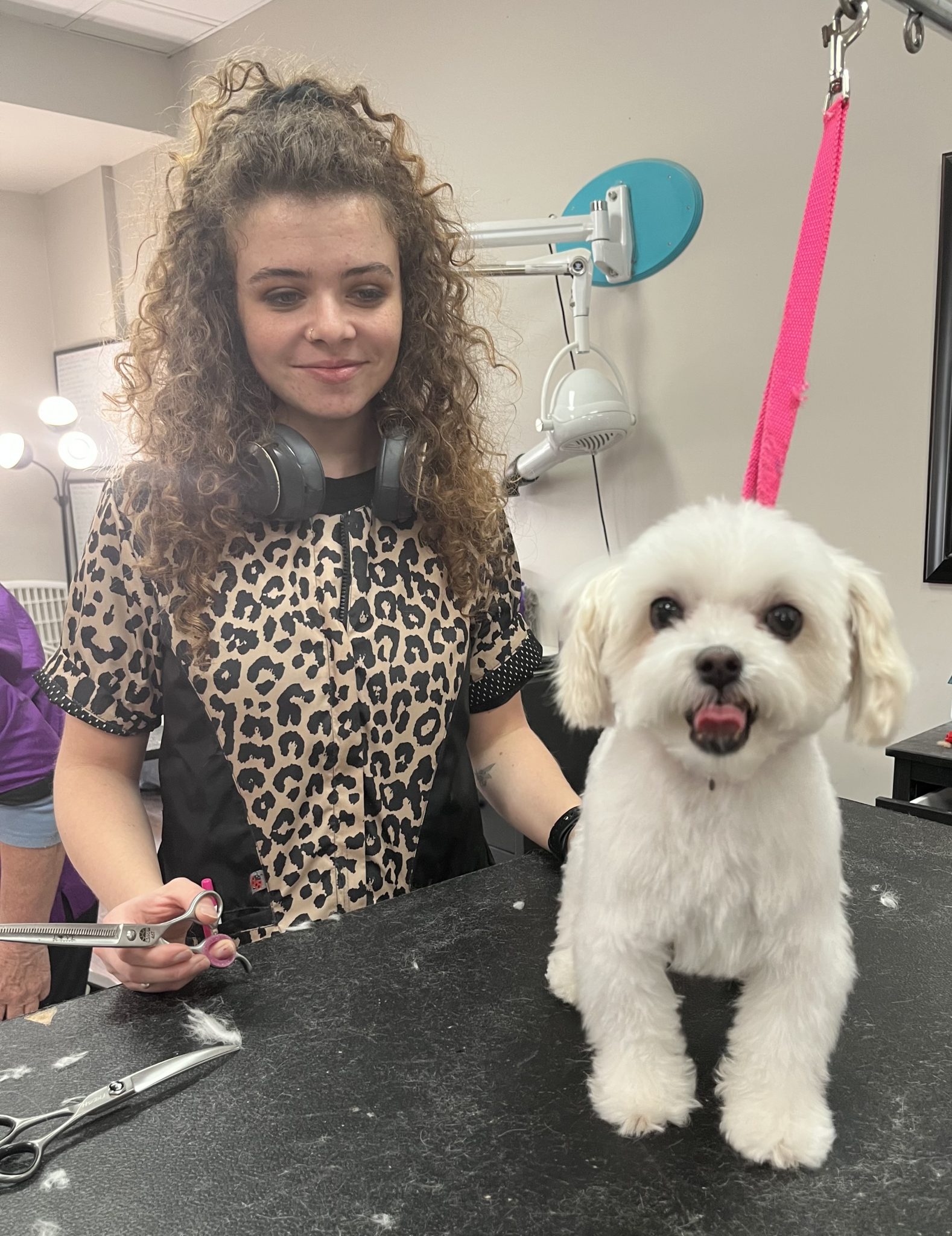 Gordon's Photo Gallery: A Stunning Visual Experience | Gordon's Grooming